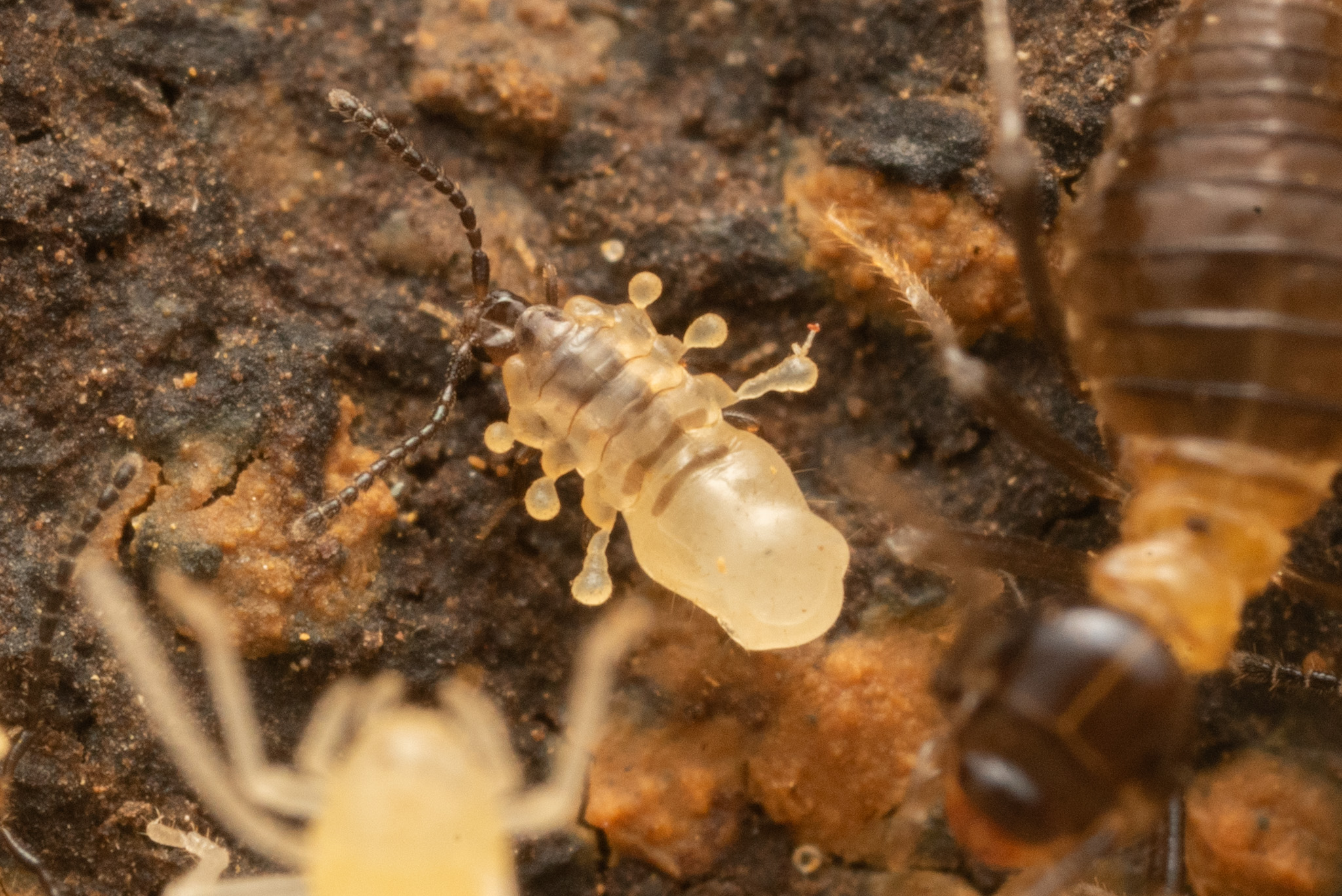 Aleocharinae | Insect Symbiosis Lab